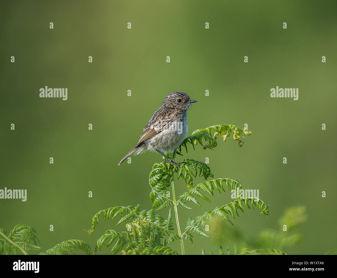 Juvenile common redstart hi-res stock photography and images - Alamy