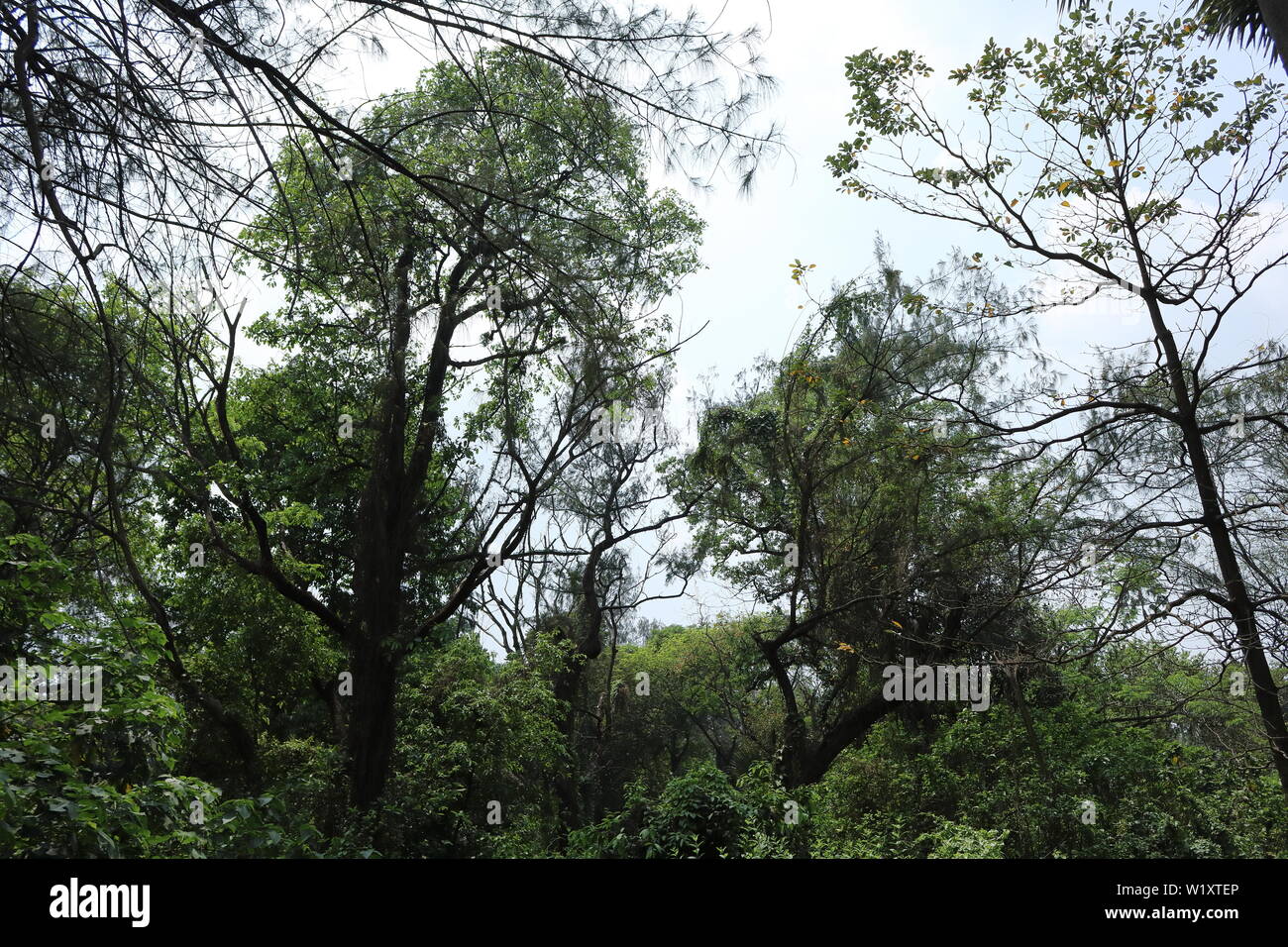 Green landscape dense trees hi-res stock photography and images - Alamy