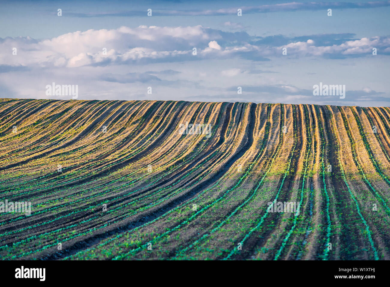 Young plants grow in the field. Vegetable rows, agriculture, farmlands ...