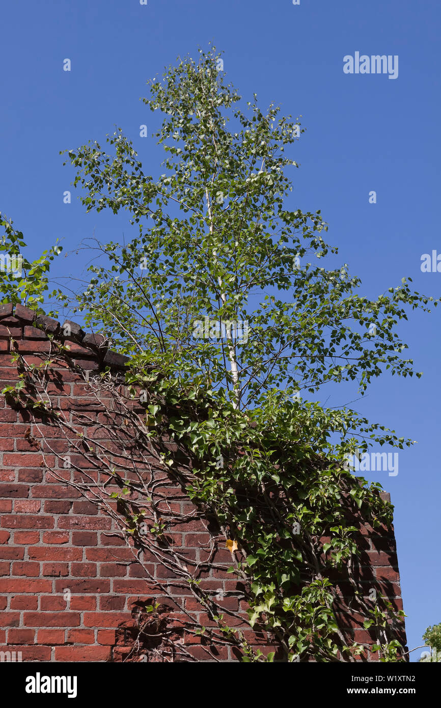 Young birch tree grows on a ruin Stock Photo - Alamy