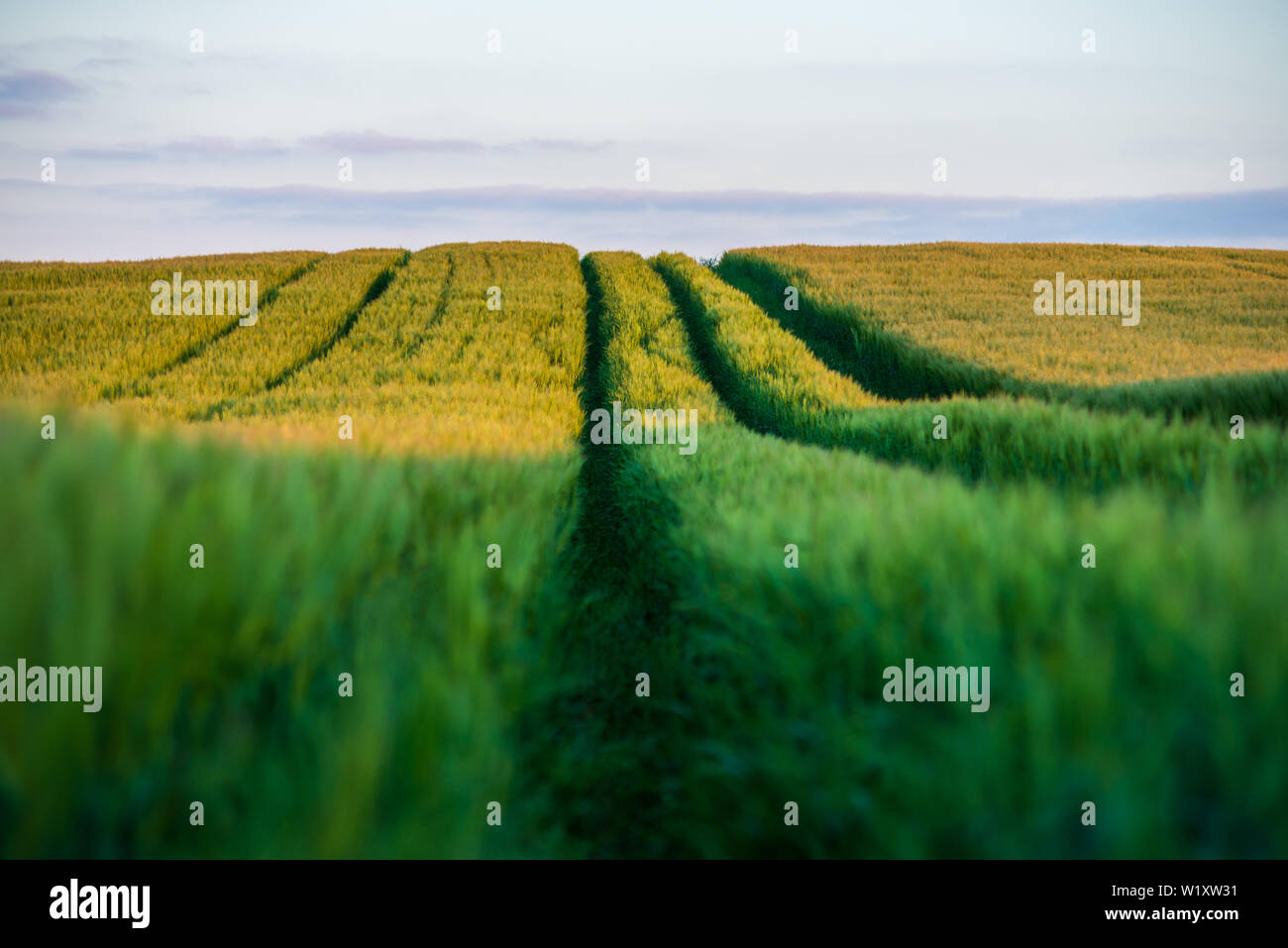 Wheat field landscape with path in the sunset time Stock Photo - Alamy