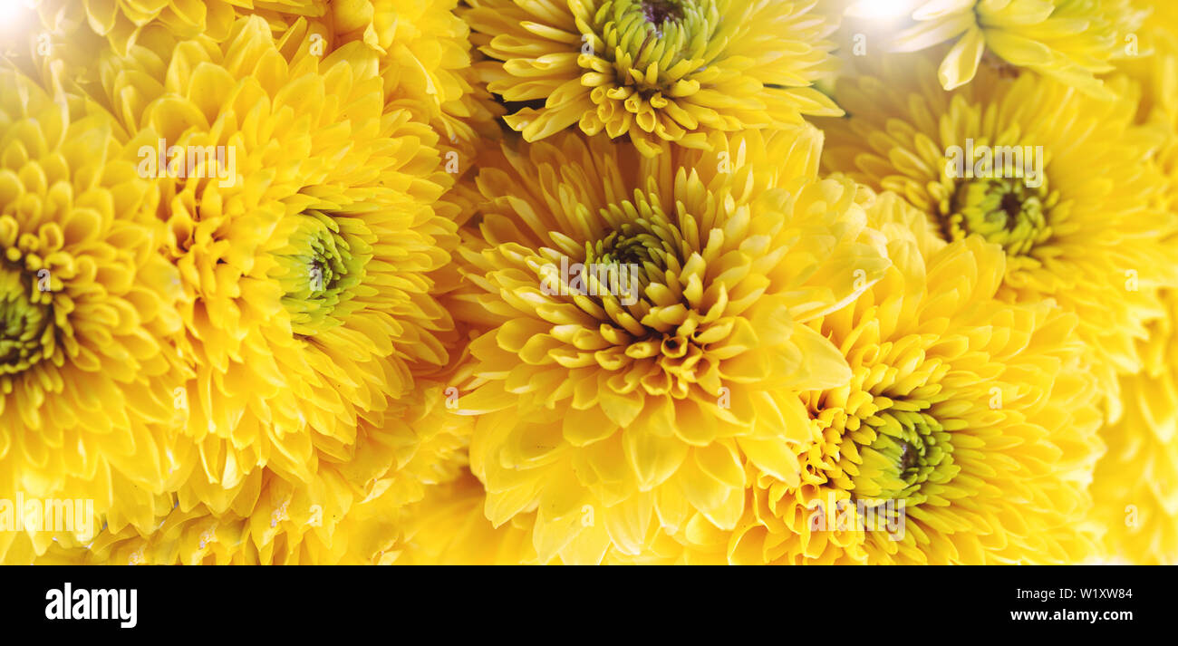 Yellow gerbera flowers, background Stock Photo - Alamy