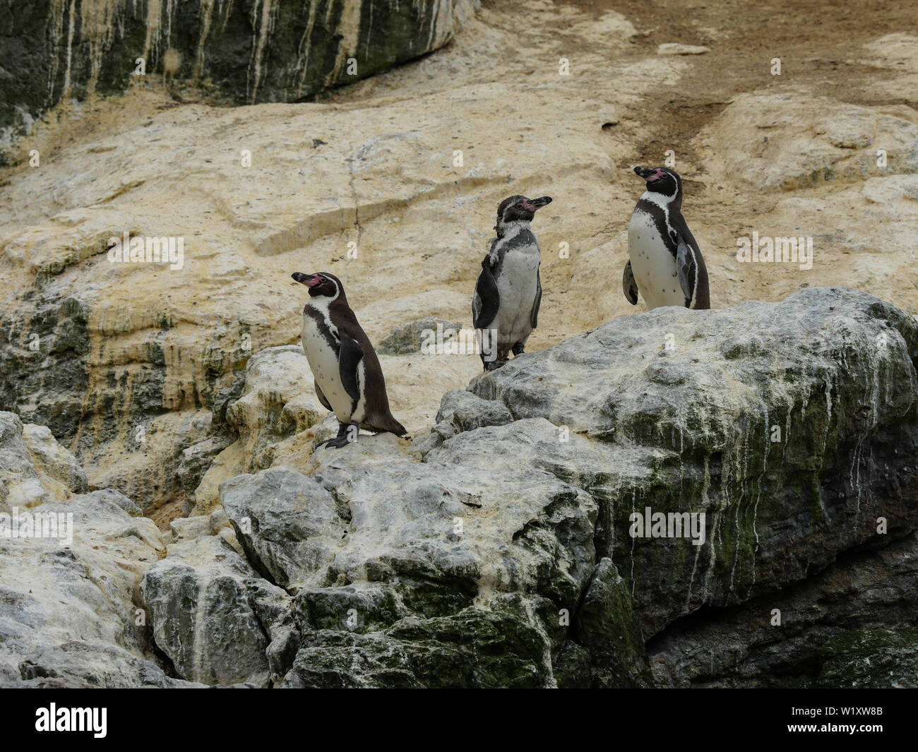 Chile wild penguin patagonia nature Stock Photo - Alamy