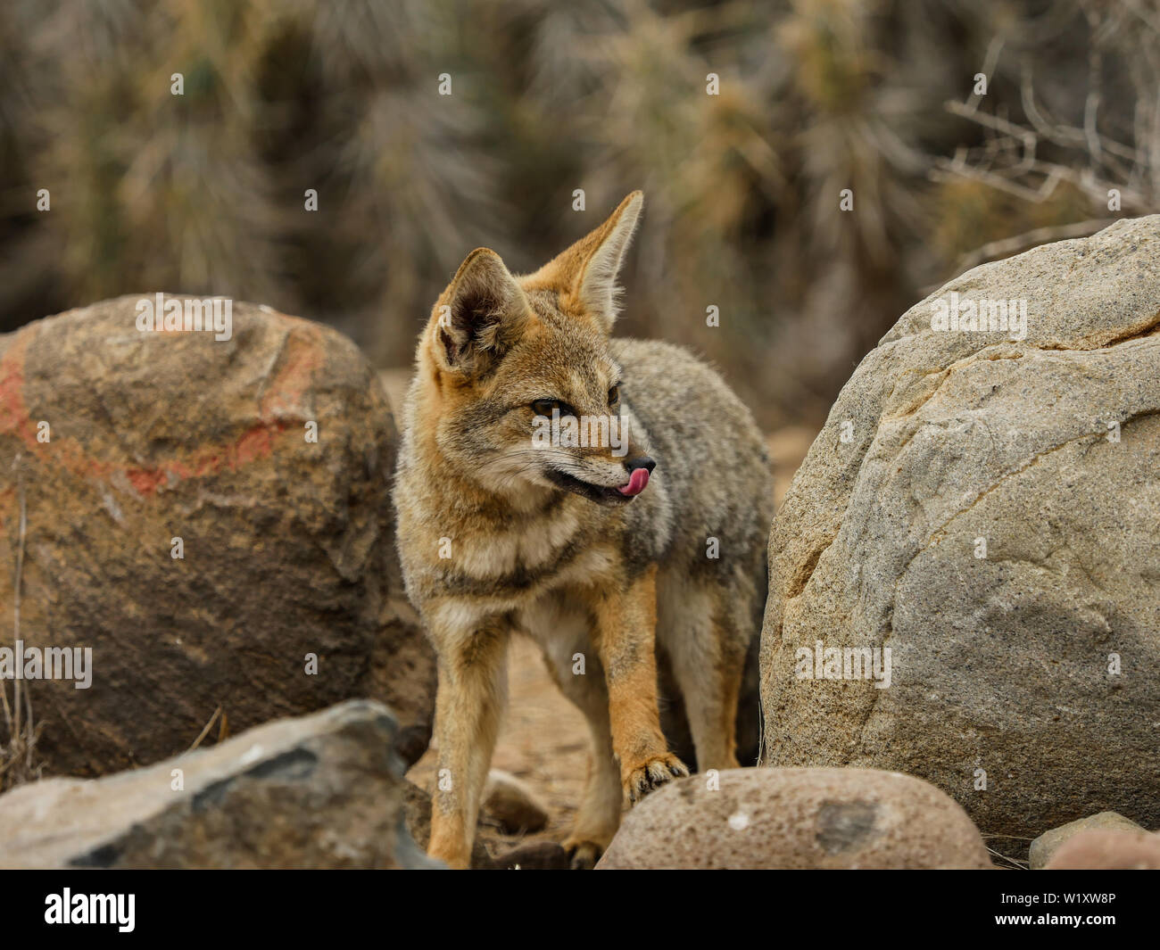 Desert fox chile hi-res stock photography and images - Alamy