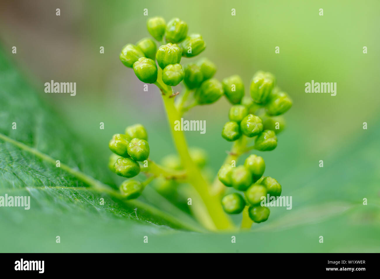 Young grape vine new growth, a bud on a branch in morning spring sun ...