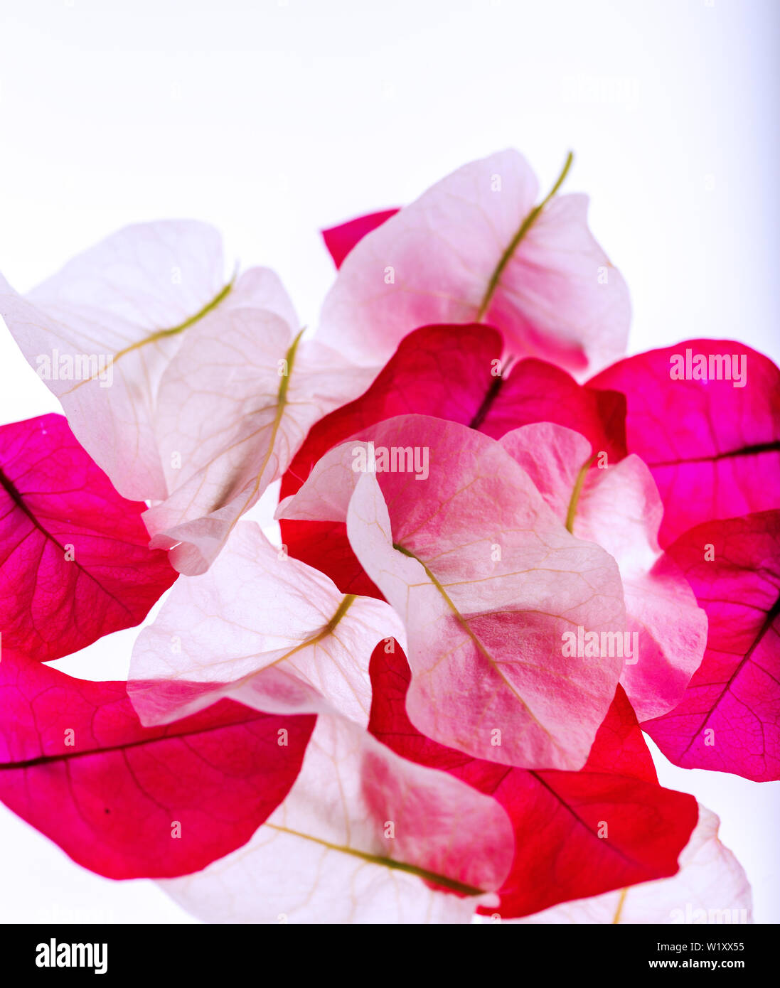 Flower petals isolated on white background Stock Photo - Alamy