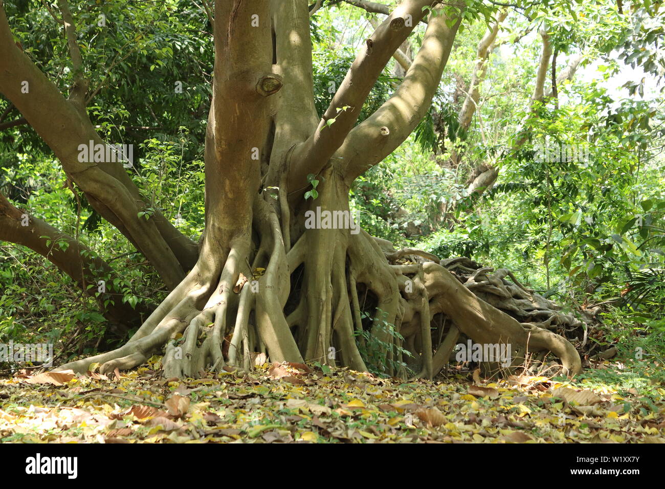 Trunk of a big old tree in the forest Stock Photo - Alamy
