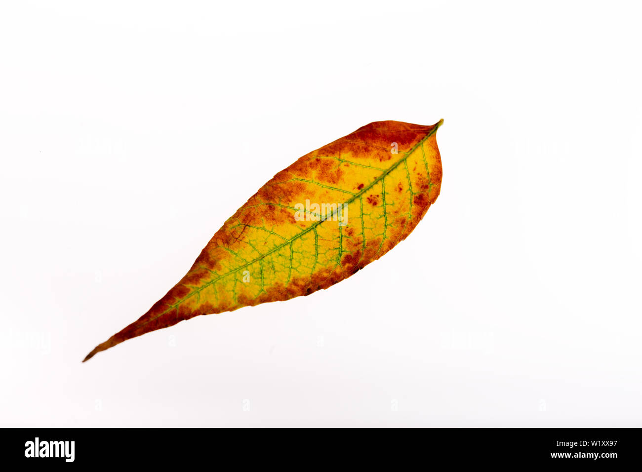 Autumn leaf on white background Stock Photo - Alamy