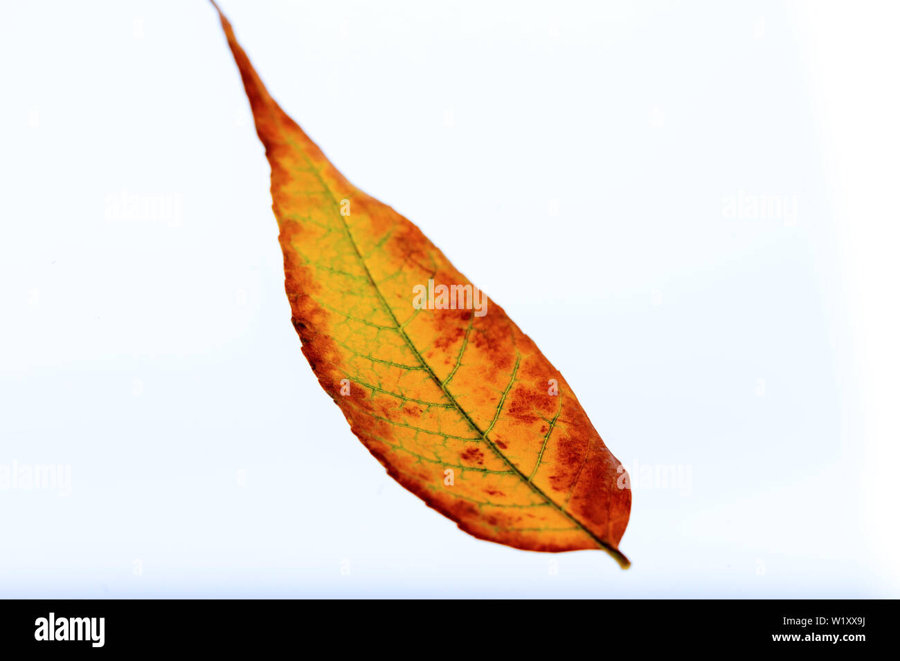 Autumn leaf on white background Stock Photo - Alamy