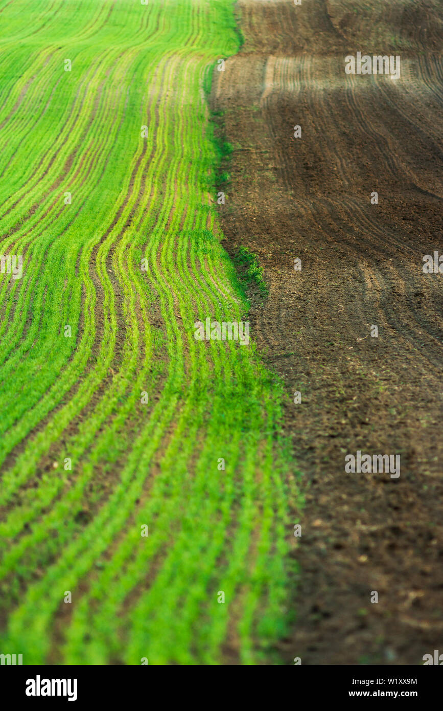 Young wheat plants grow in the field. Vegetable rows, agriculture ...