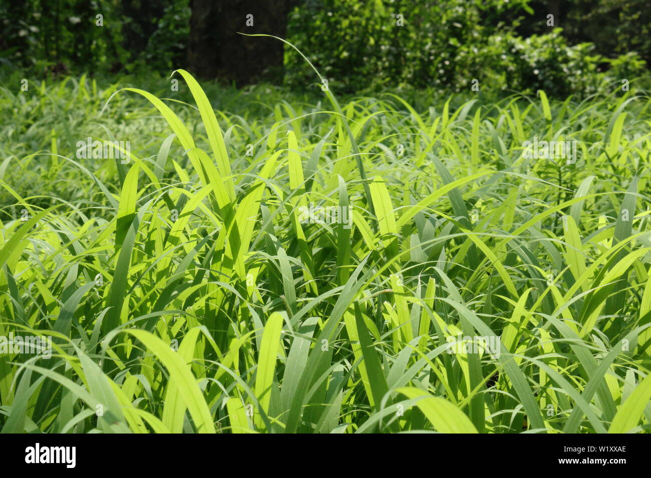 Vegetable grass hi-res stock photography and images - Alamy
