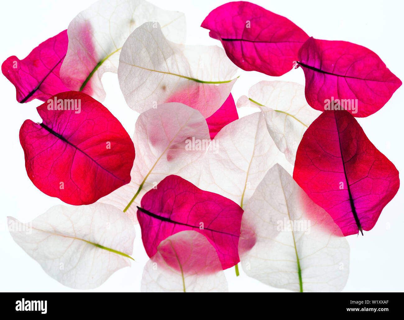Flower petals isolated on white background Stock Photo - Alamy