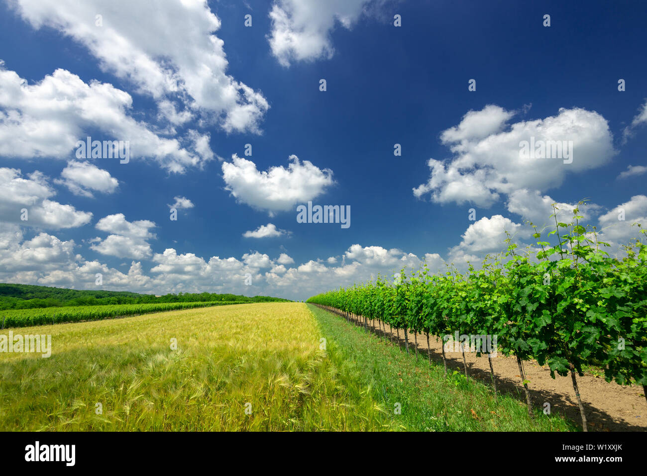 Vineyard landscape with beautiful clouds and blue sky in summer. Cloud ...