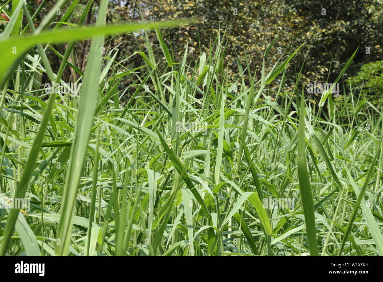 Looking through the tall grasses in the forest Stock Photo - Alamy
