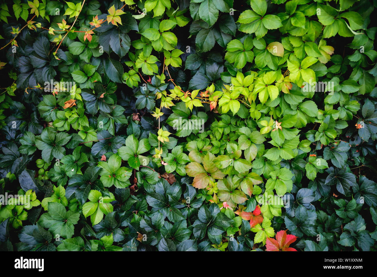 Colorful leaves, background Stock Photo - Alamy