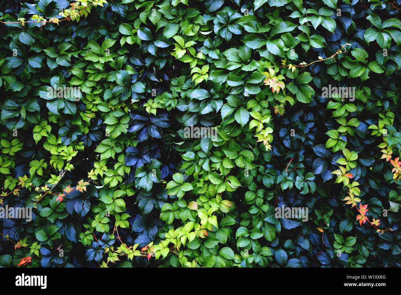 Colorful leaves, background Stock Photo - Alamy