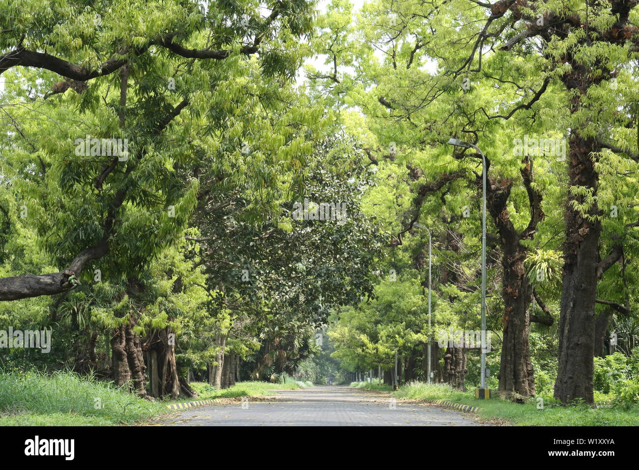 A road through an oak wood hi-res stock photography and images - Alamy