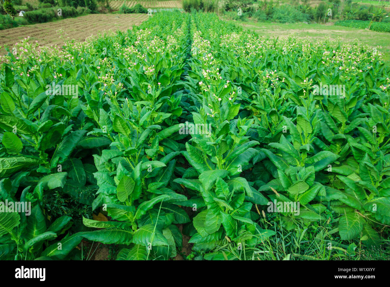 the tobacco leaves are green in a tobacco field Stock Photo - Alamy