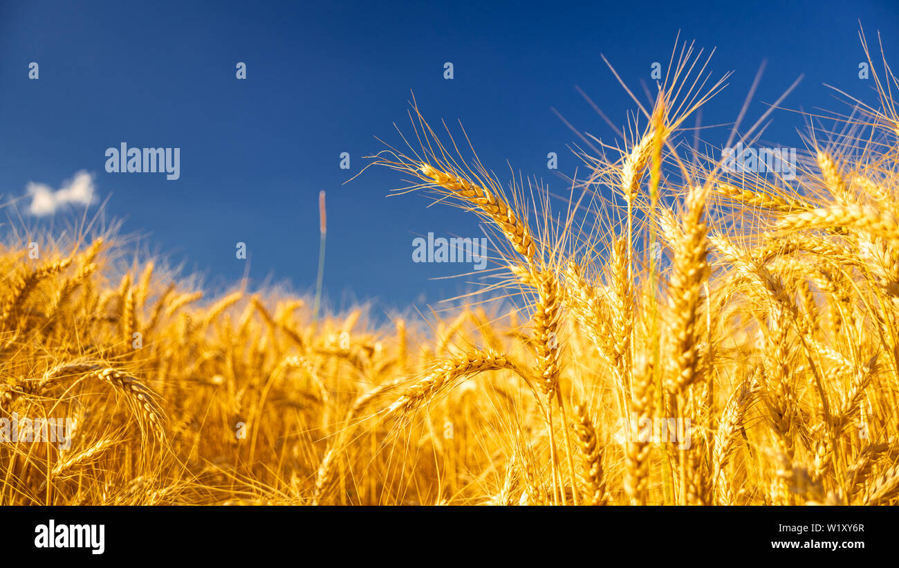 Close up beautiful cereal plant hi-res stock photography and images - Alamy