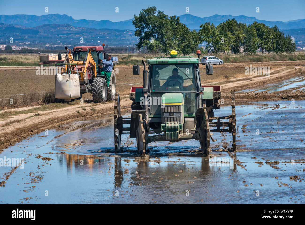 Rice paddy field europe hi-res stock photography and images - Alamy