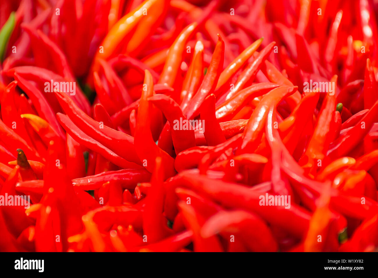 A fresh red chilli, lots of beautiful Stock Photo - Alamy