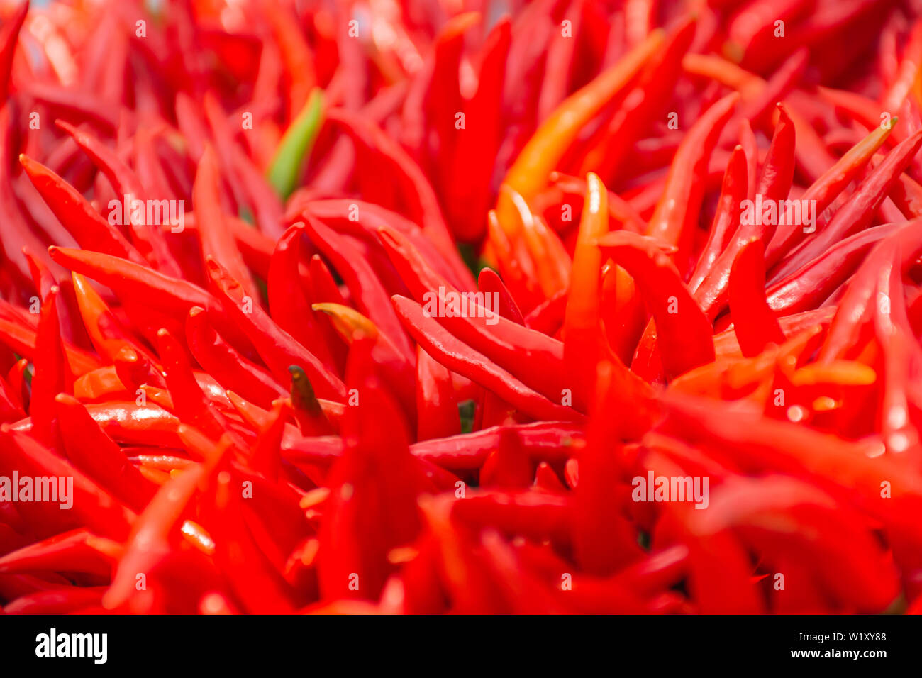 Top view of lots of chillies hi-res stock photography and images - Alamy