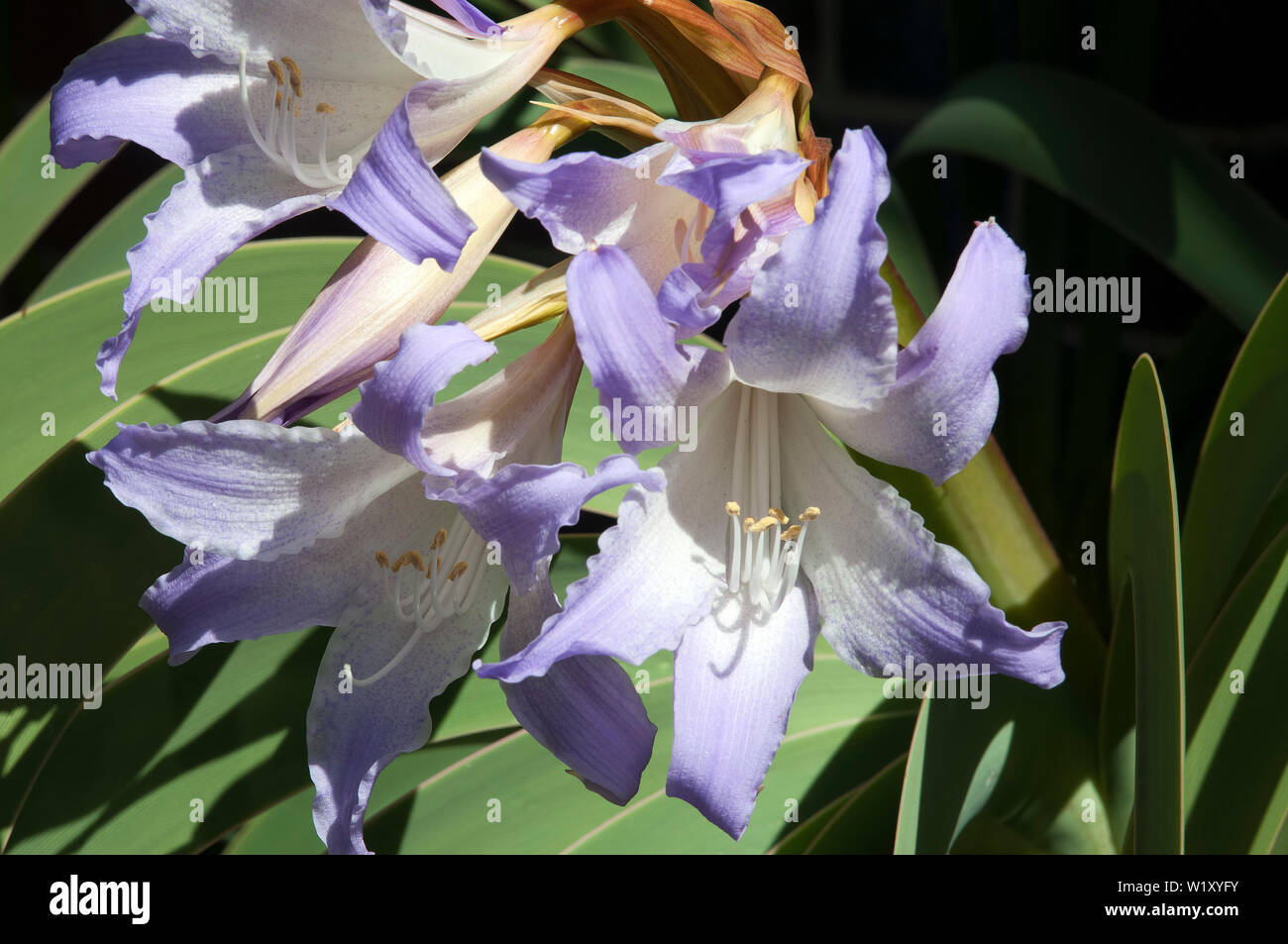 Sydney Australia, Lilac-blue flowers of a Worsleya procera or Blue ...