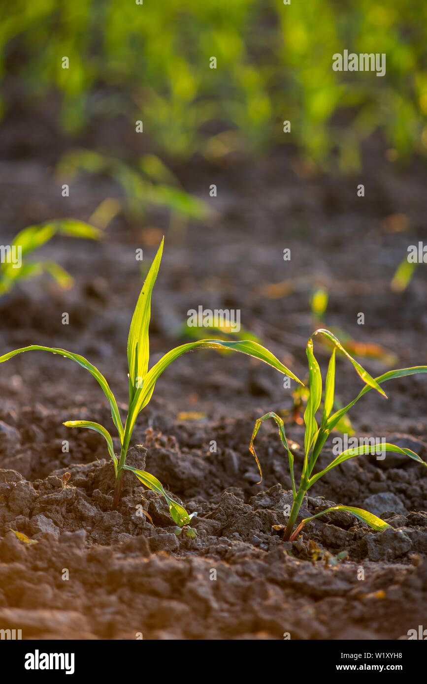 Young green corn growing on the field. Young Corn Plants. Corn grown in ...