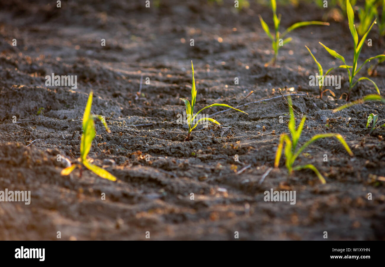 Young green corn growing on the field. Young Corn Plants. Corn grown in ...