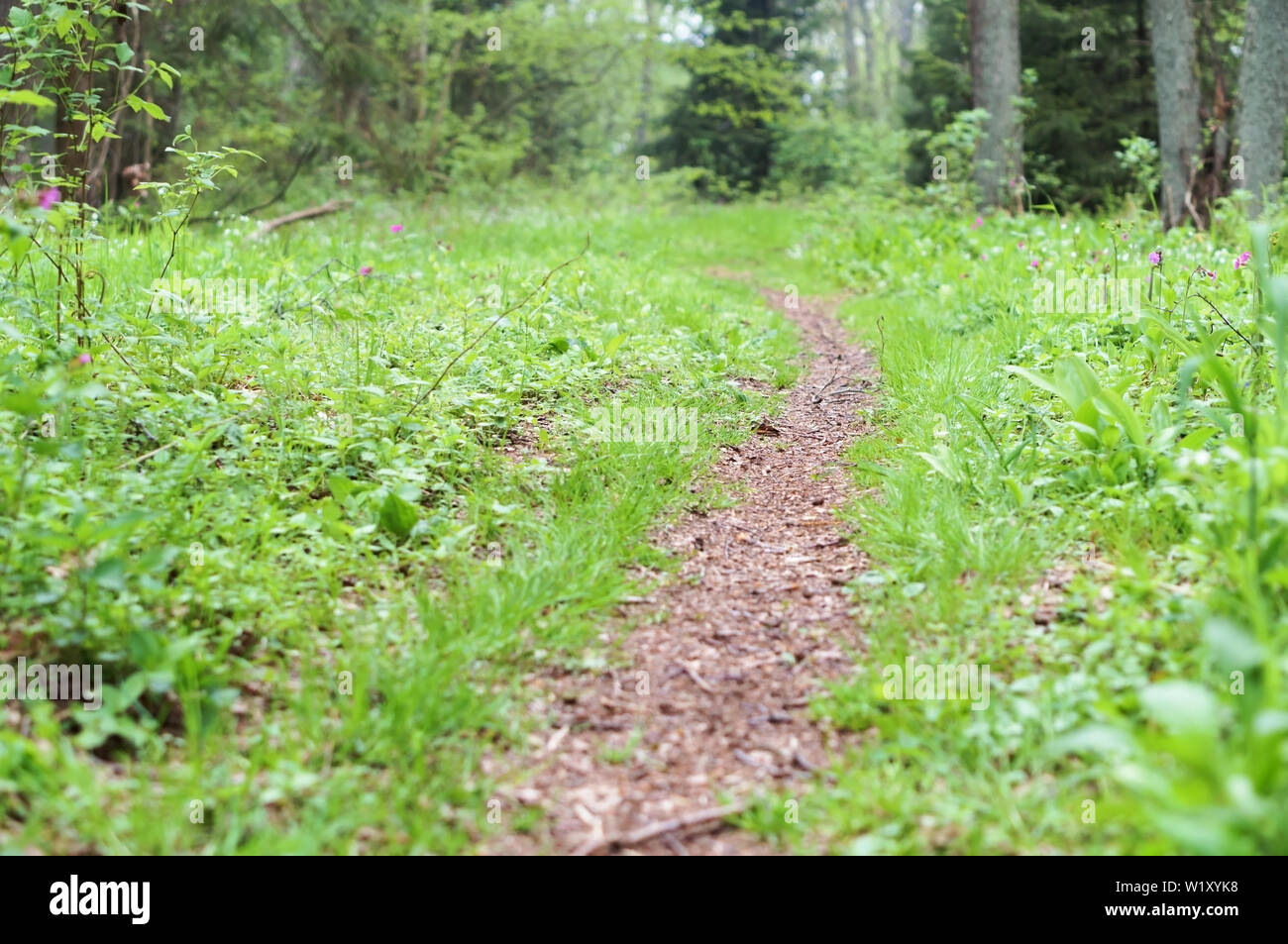 walking forest path, path in the summer green forest Stock Photo - Alamy