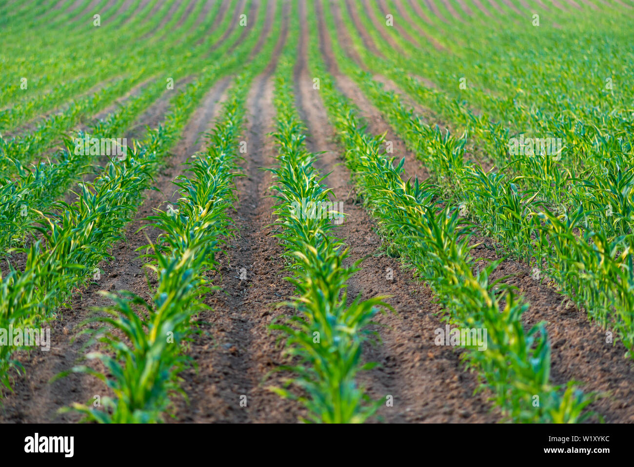Young green corn growing on the field. Young Corn Plants. Corn grown in ...