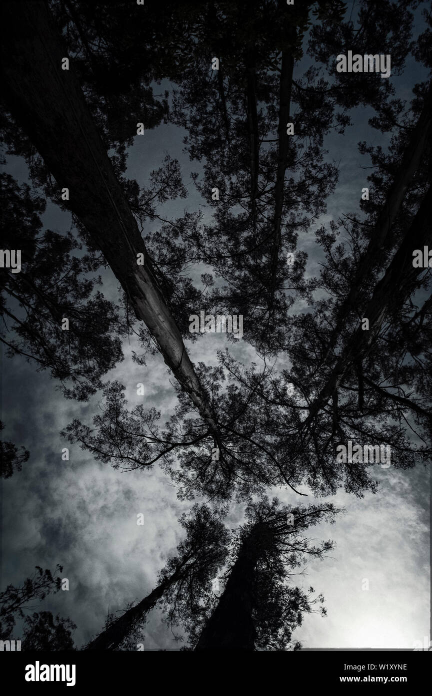 Looking up to tree canopy hi-res stock photography and images - Alamy