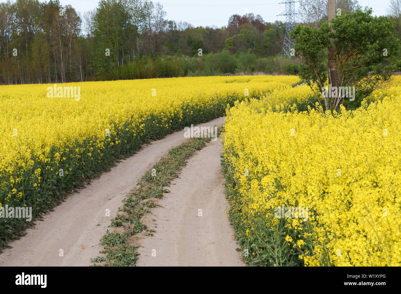 sowing crops of rapeseed, a flowering plant rape Stock Photo - Alamy