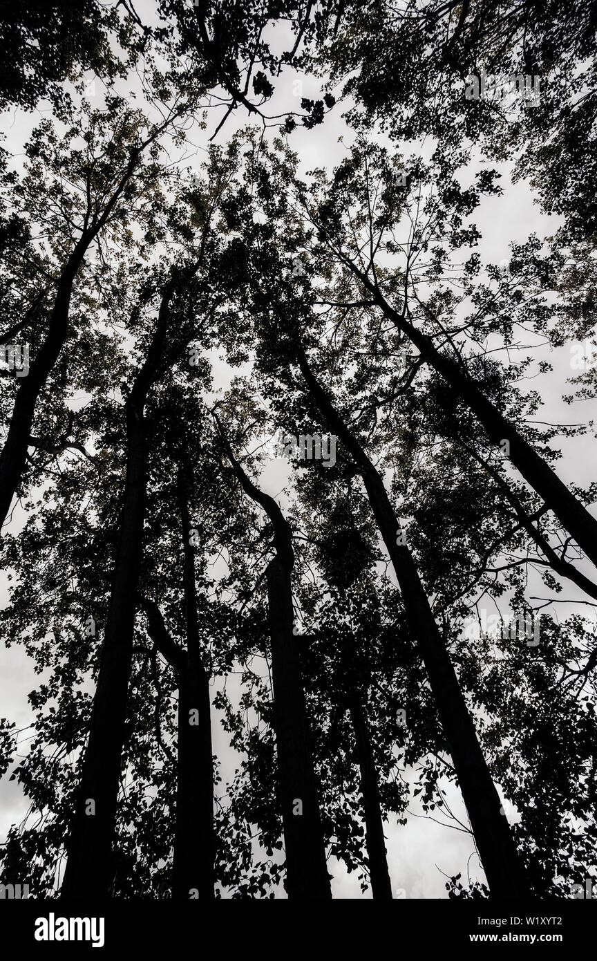 Tall Thin Trees High Resolution Stock Photography and Images - Alamy