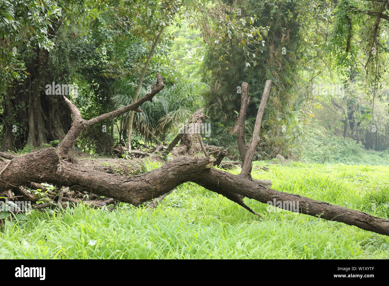 Fallen tree trunk on the ground Stock Photo - Alamy
