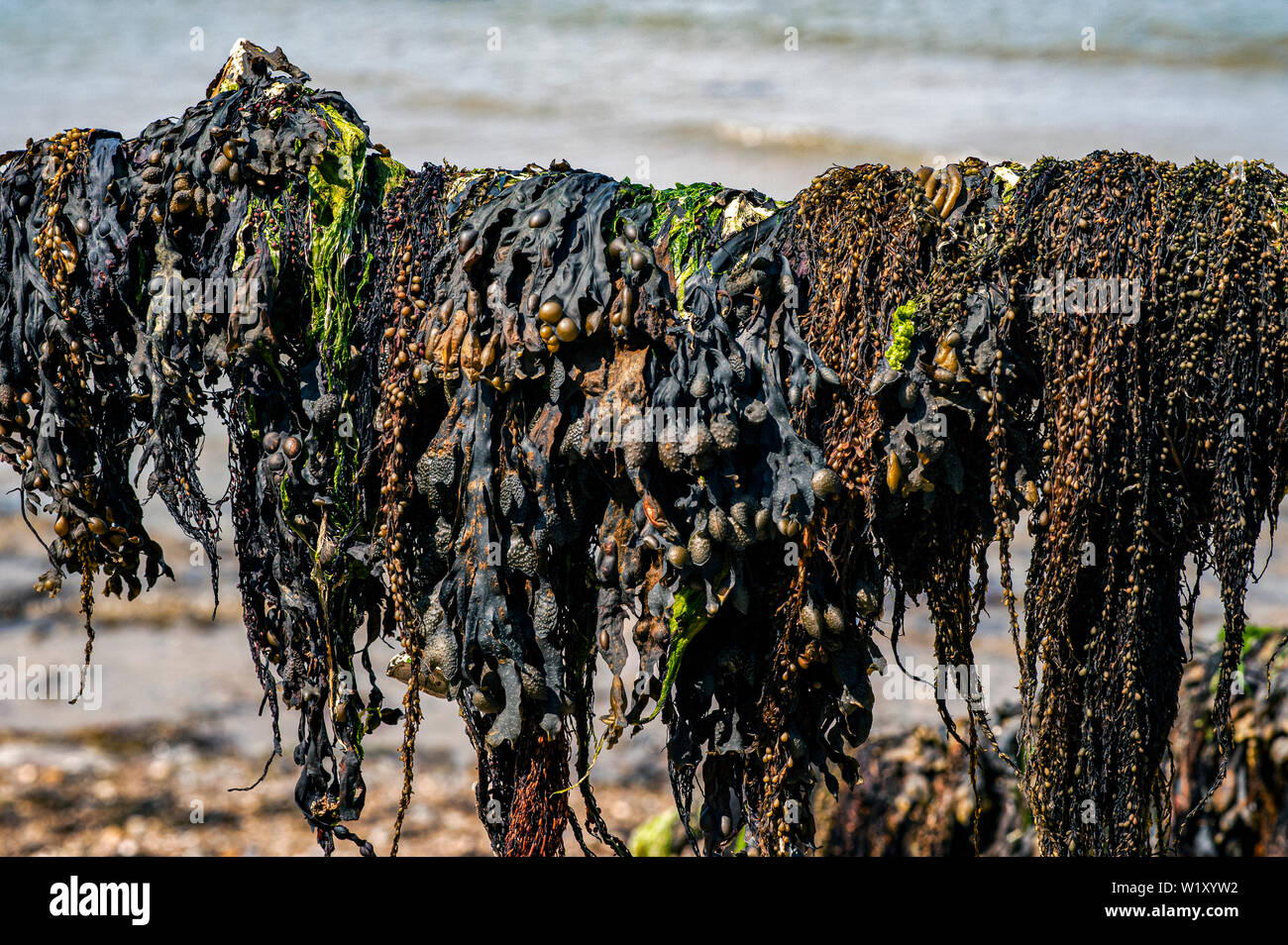Hanging Seaweed High Resolution Stock Photography and Images - Alamy