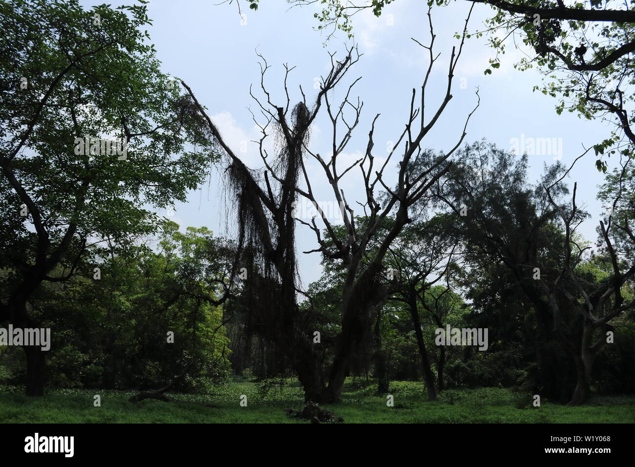 Creepy big dead old tree in forest Stock Photo - Alamy
