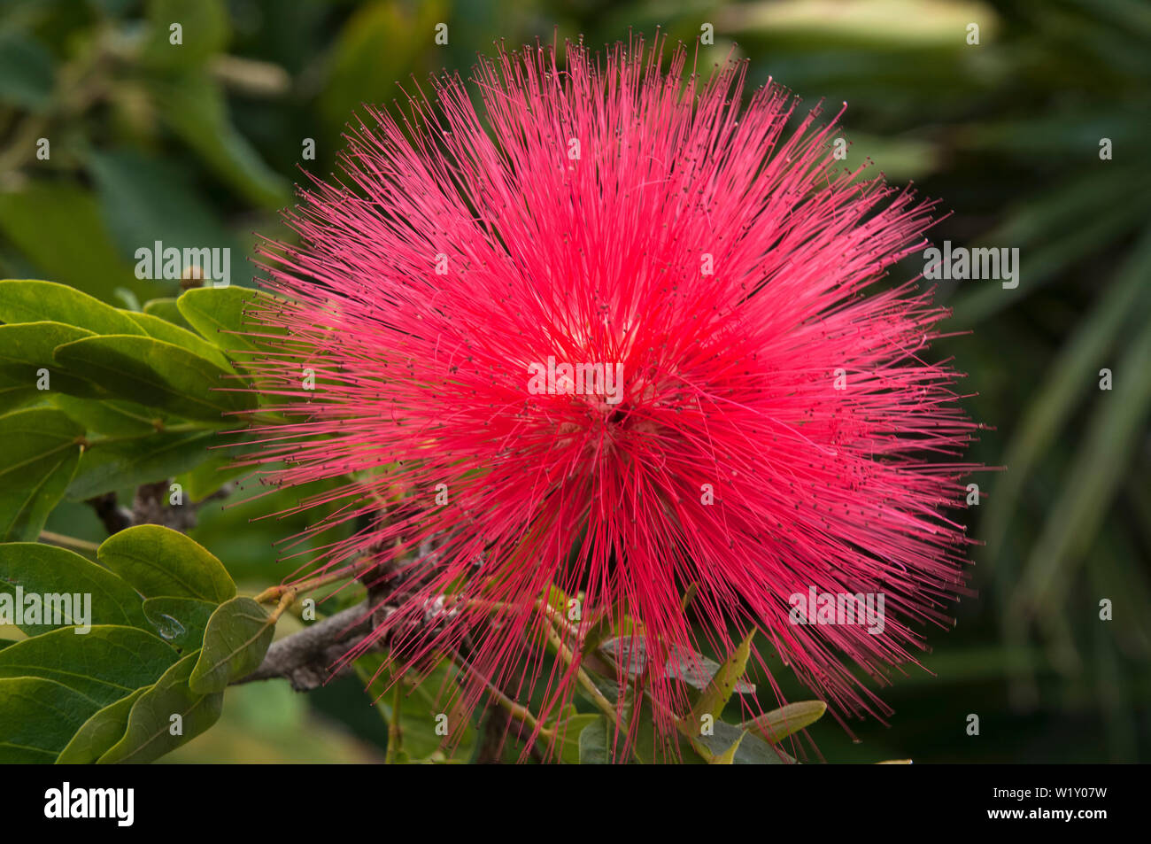 Powder puff bush hi-res stock photography and images - Alamy