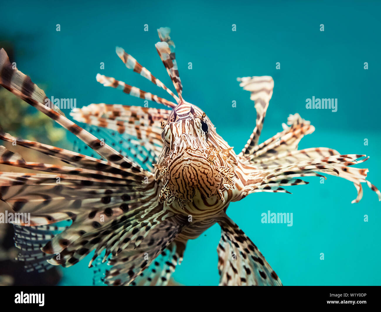 venomous coral reef fish Red lionfish (Pterois volitans Stock Photo - Alamy