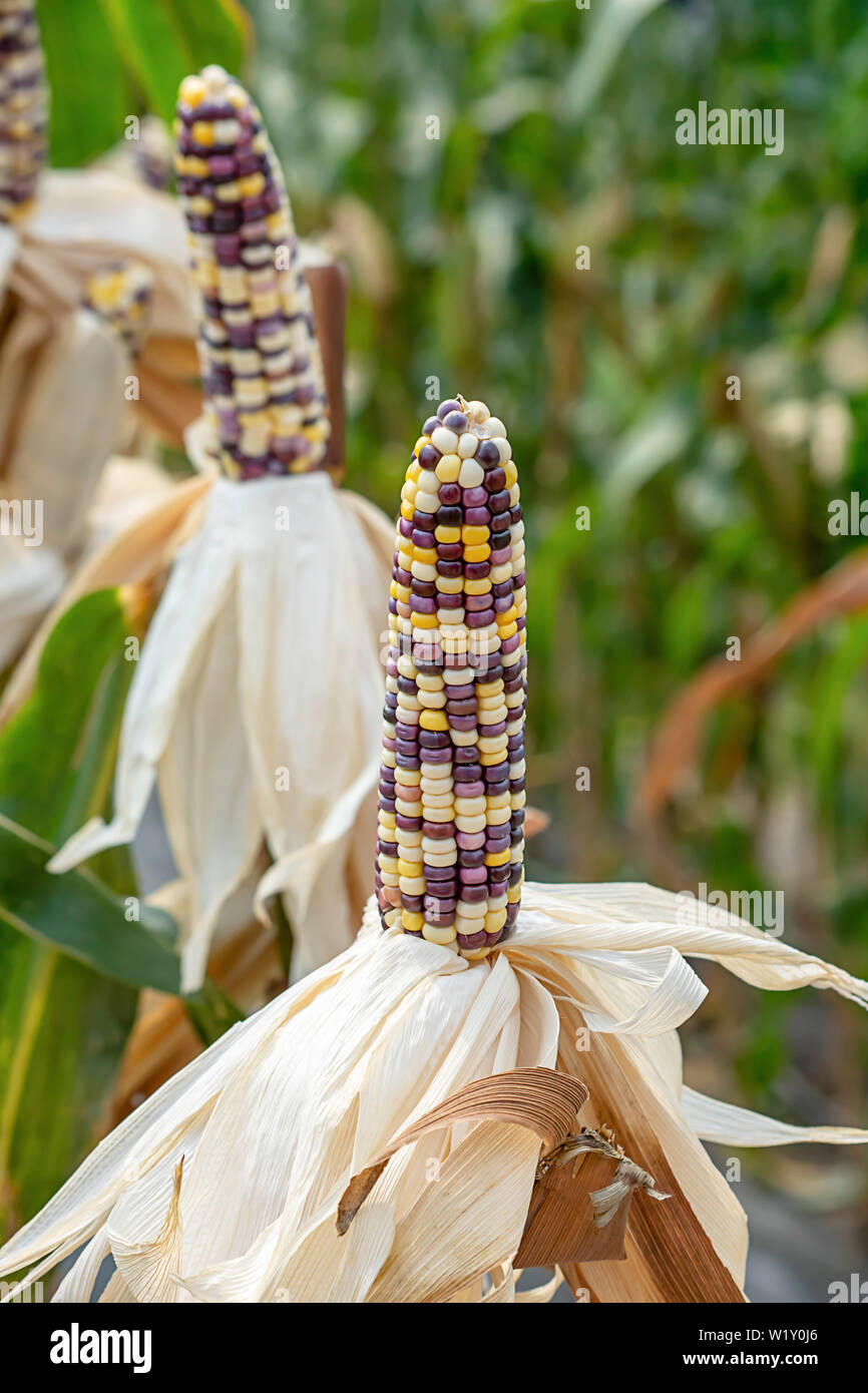 Corn with many colors in a pod on the tree at the farm show Stock Photo ...