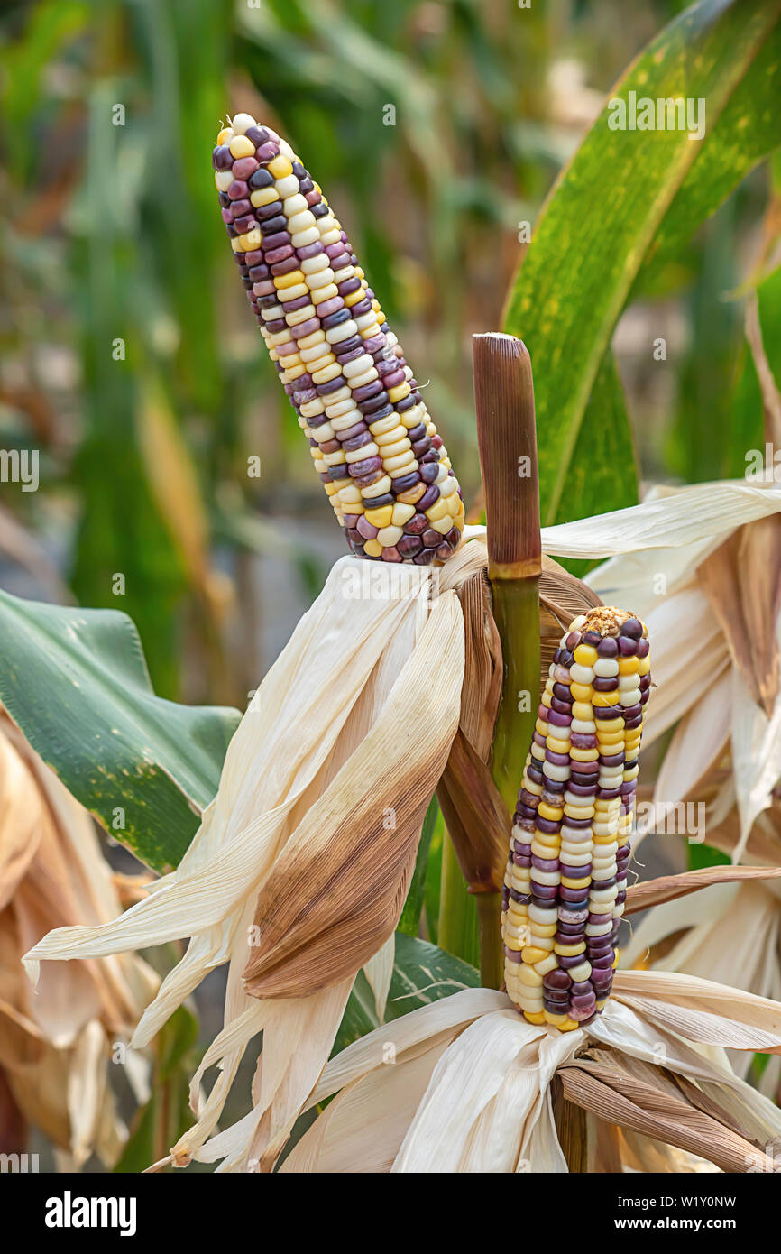 Corn with many colors in a pod on the tree at the farm show Stock Photo ...