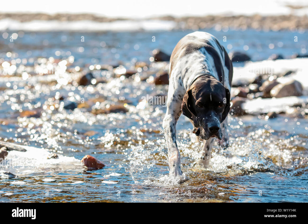 Dog pointer crossing the river in the spring Stock Photo - Alamy