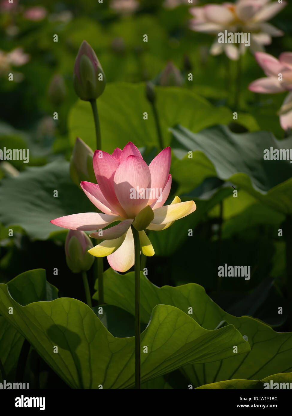 Indian Lotus Plant Nelumbo Nucifera High Resolution Stock Photography ...