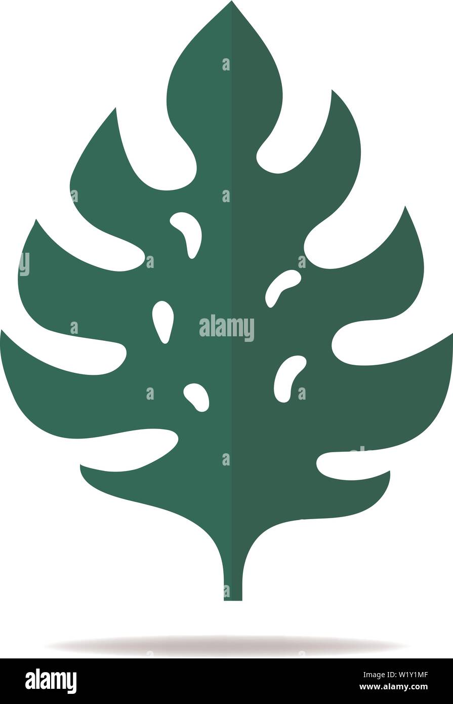 Monstera leaf isolated on white. Tropical jungle green leaves. Flat ...