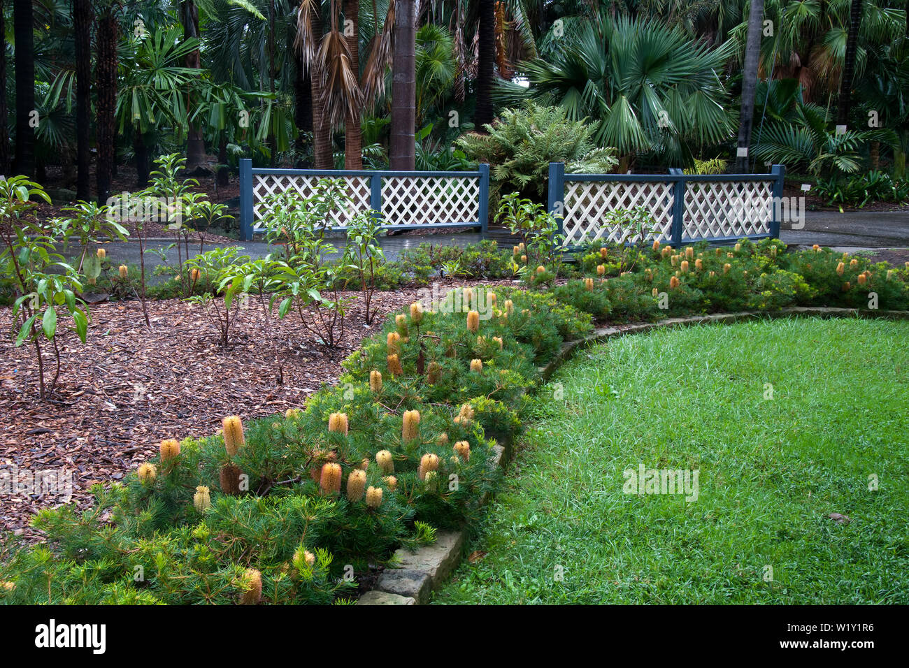 Sydney Australia, view of garden bed using a dwarf banksia as a border ...