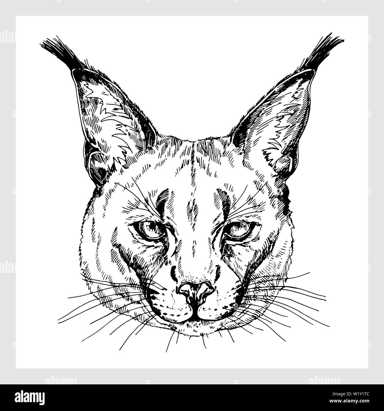 Hand drawn sketch style portrait of caracal isolated on white ...