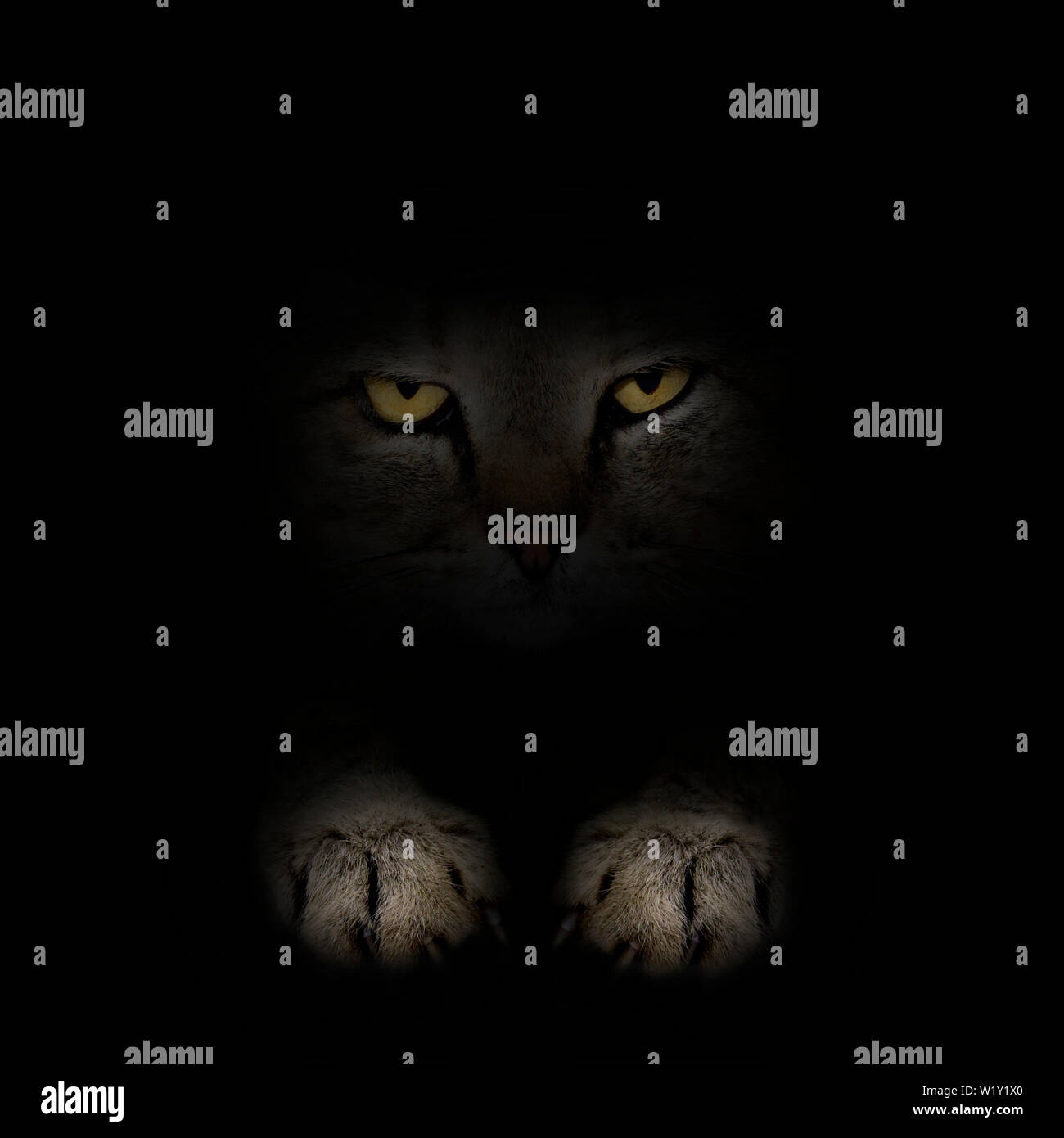 dark muzzle scottish cat breed. front view Stock Photo - Alamy