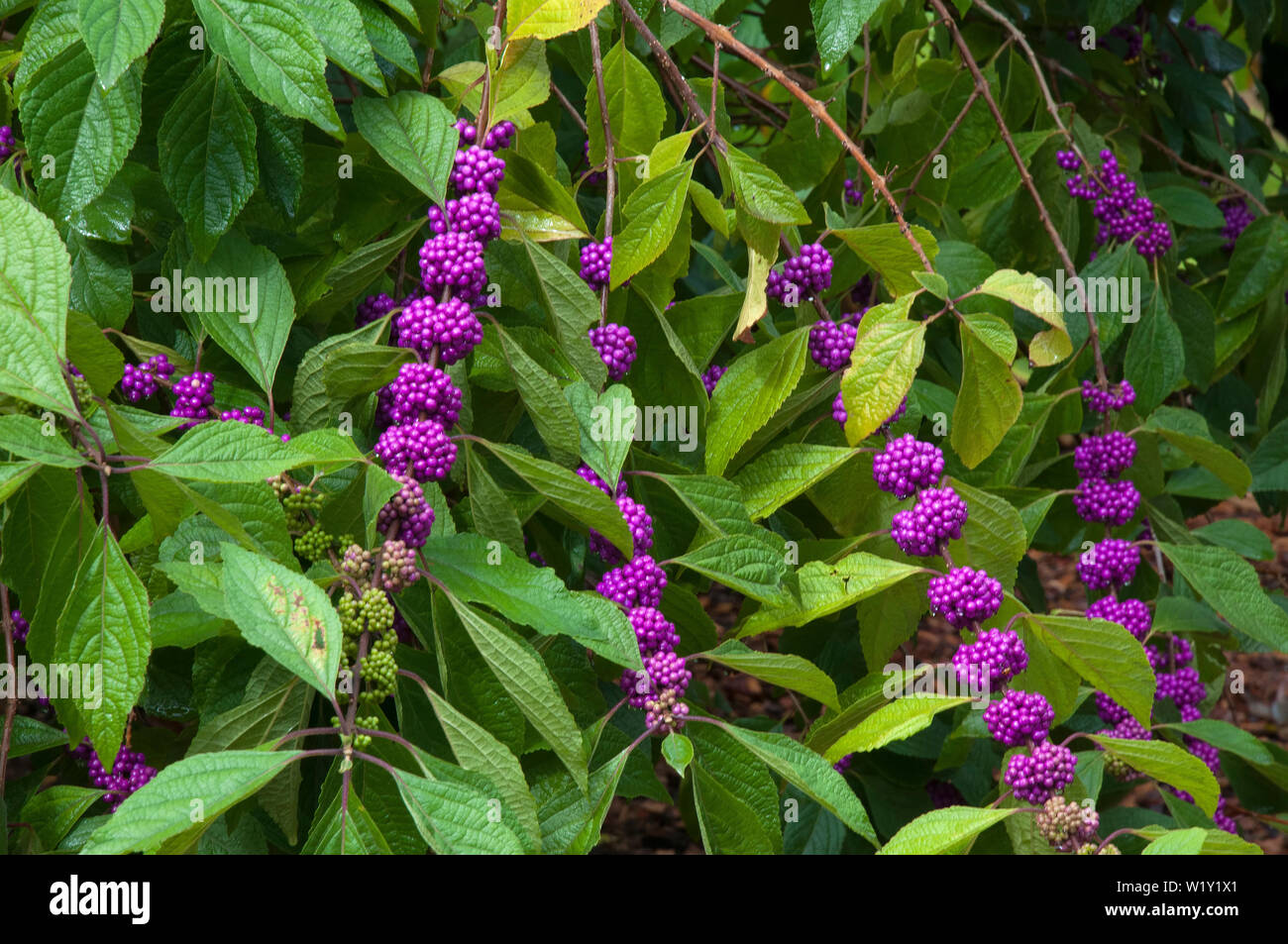 Sydney Australia, branches of a beautyberry bush with clusters of ...