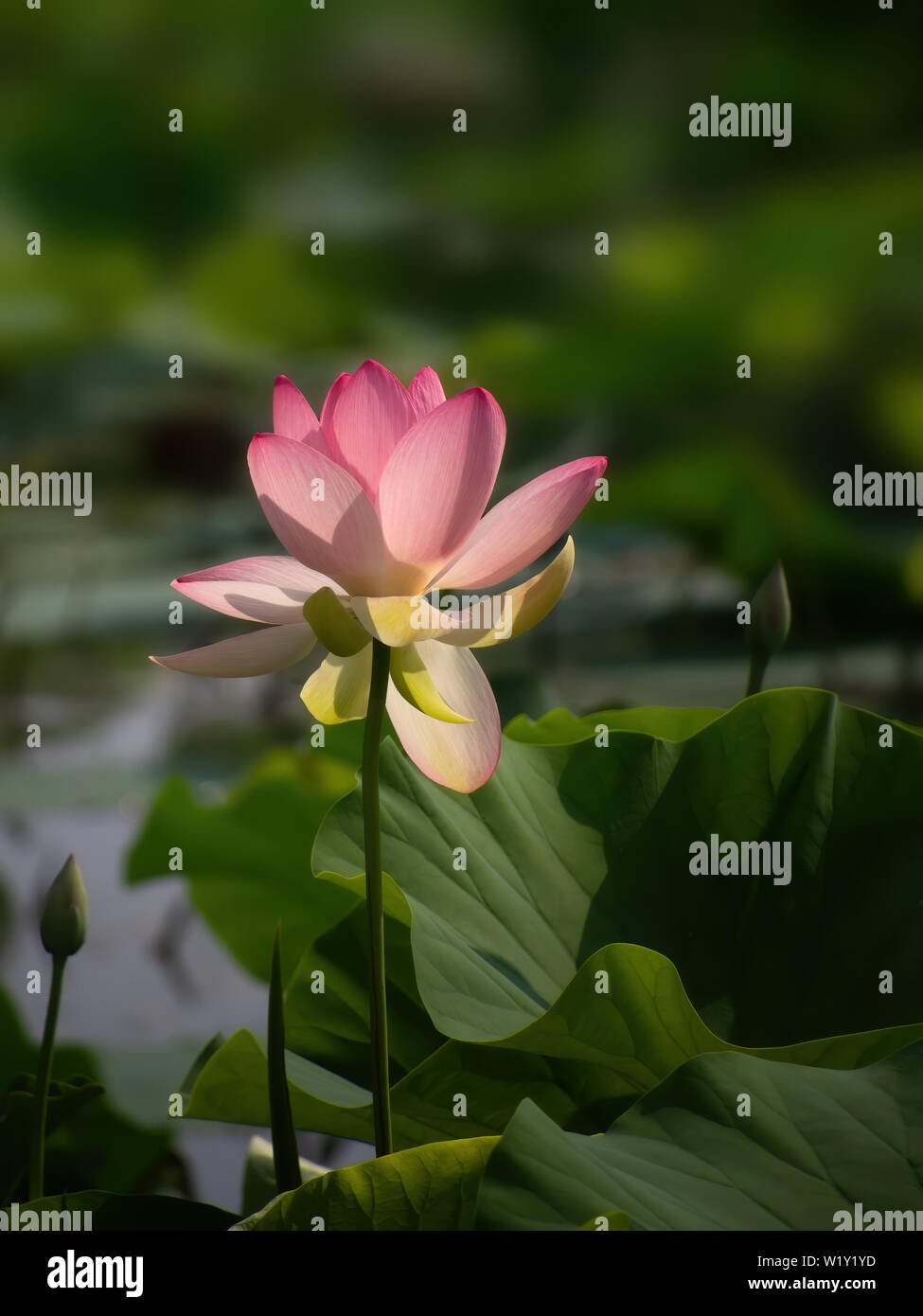 Vertical lotus pink hi-res stock photography and images - Alamy