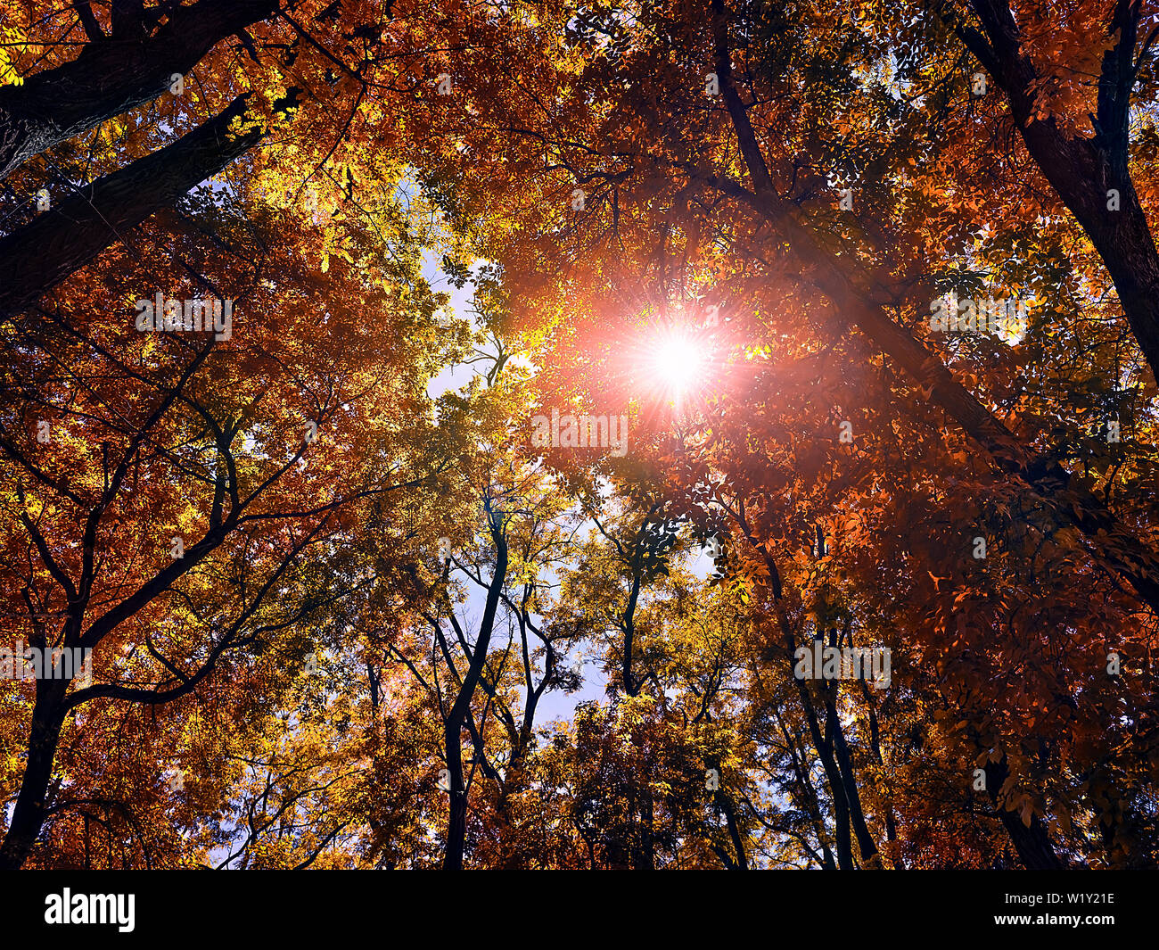 Autum tree with sunshine hi-res stock photography and images - Alamy